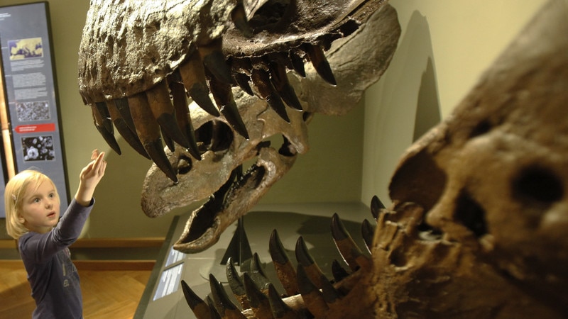 Mind reading, a new dinosaur and other science stories of the week ...