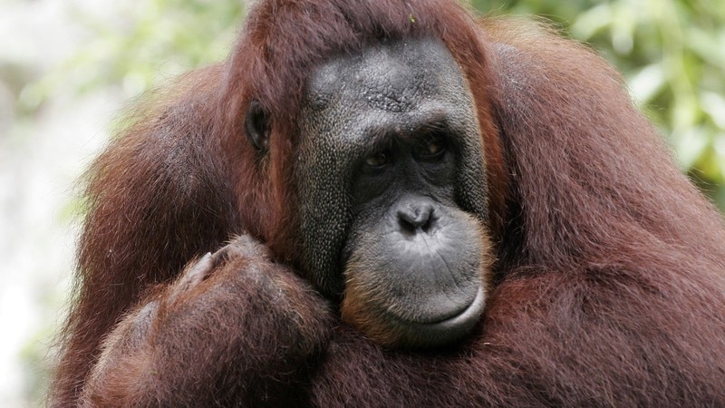 How did humans develop a precision grip? | World Economic Forum