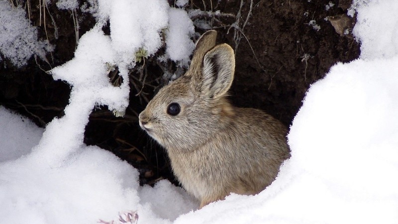 Why is climate change so dangerous for rabbits? | World Economic Forum
