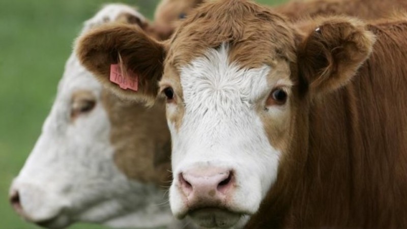 Is cutting meat consumption enough to tackle climate change? | World ...