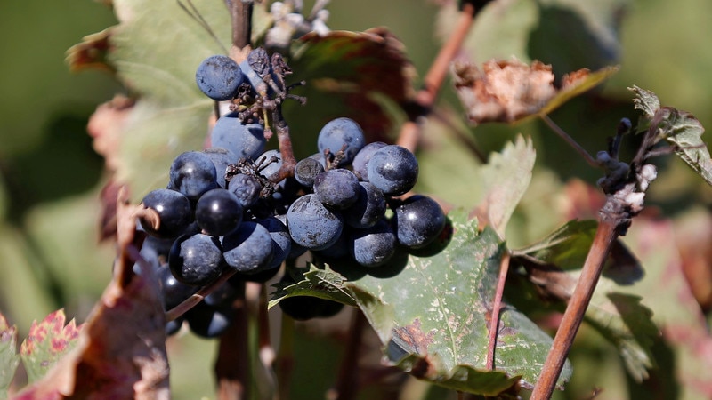 Scientists are trying to figure out how to grow grapes on Mars | World ...