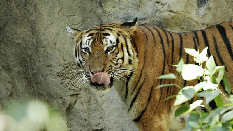 Hungry tigers and cubs: a novel approach to encouraging innovation ...