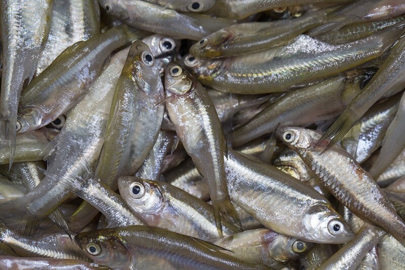 World Food Prize winner promotes fish to battle malnutrition | World ...