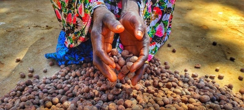 How shea trees can help the fight against climate change | World ...