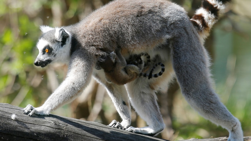 Alien animals and plants are threatening Africa | World Economic Forum