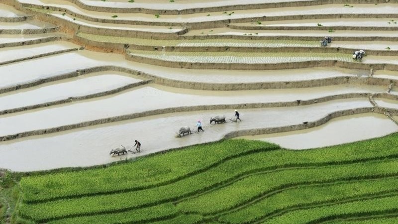 Farming In Asia
