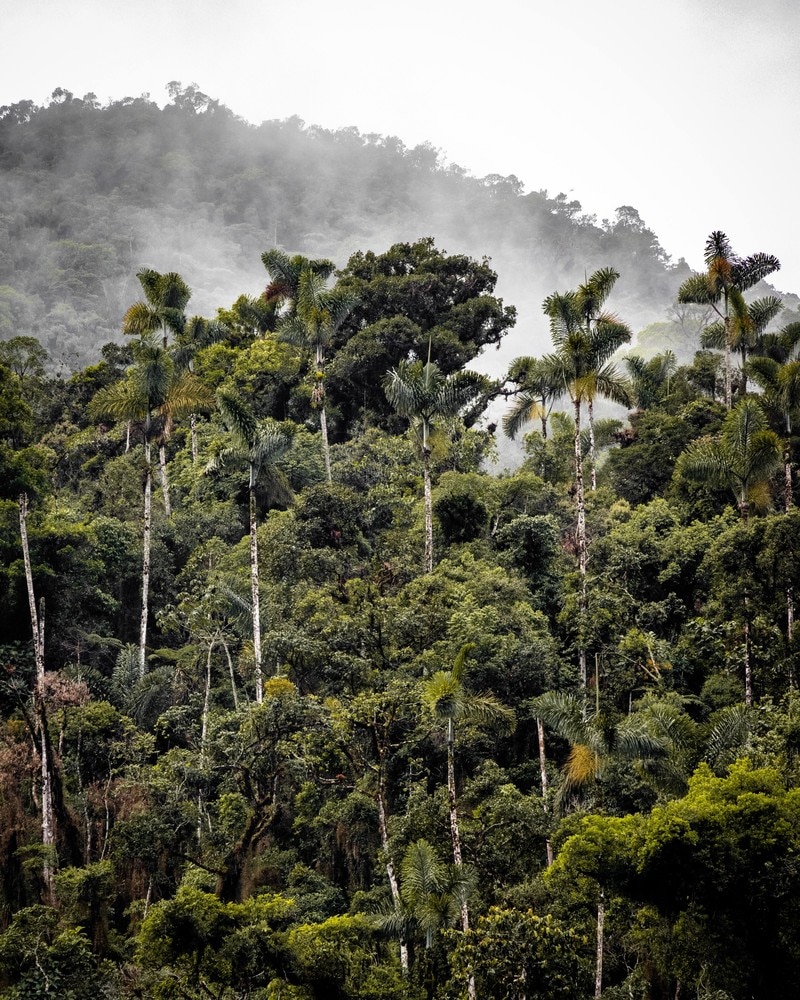 8 things everyone can do to try and help save the rainforest | World ...