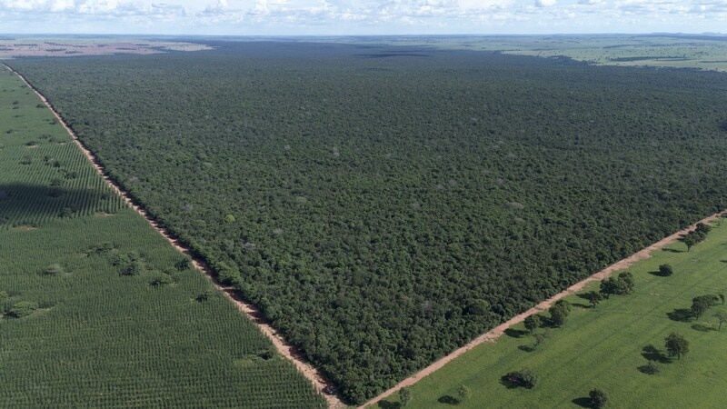 5 ways sustainable forestry can support climate action and development ...