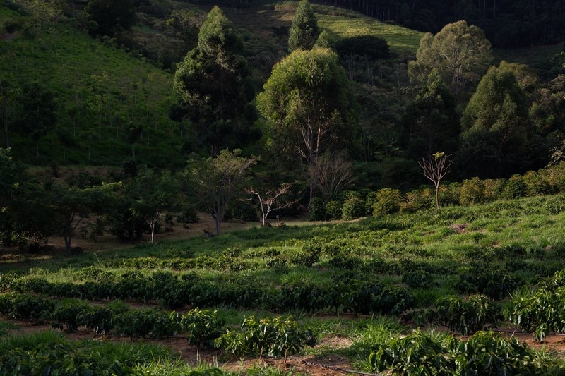 Agroforestry 101: Everything you need to know | World Economic Forum