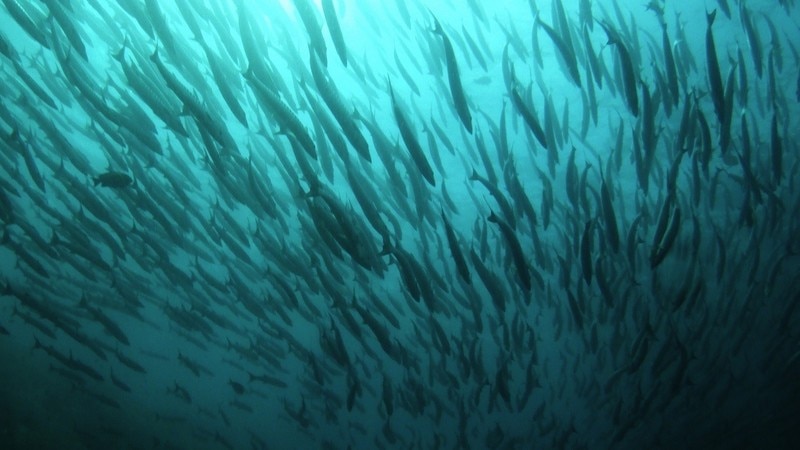 How can we stop the spread of ocean dead zones? | World Economic Forum