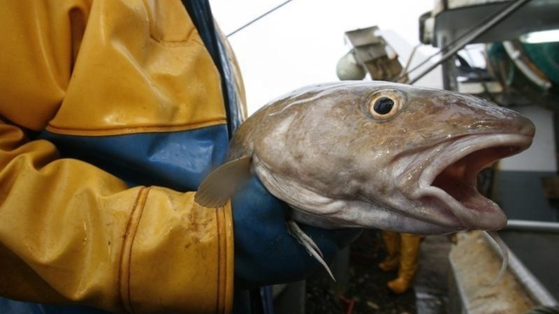 Know your fish to save the oceans | World Economic Forum
