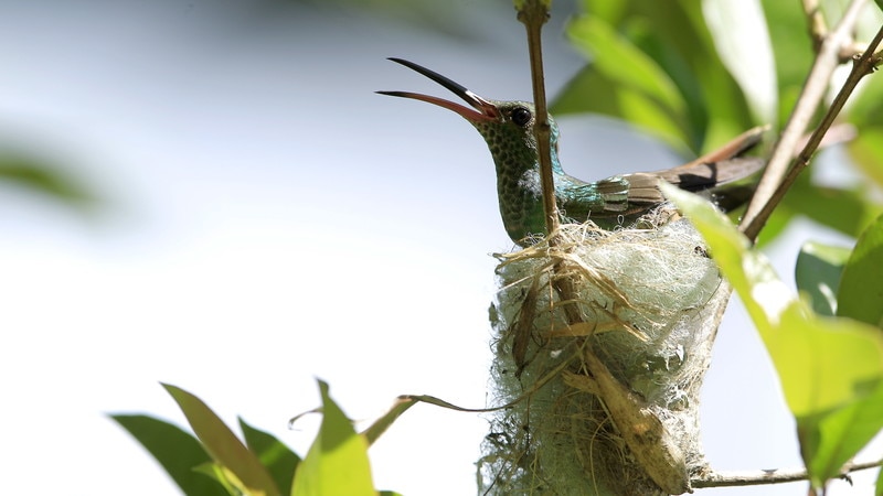 How do birds learn their songs? | World Economic Forum