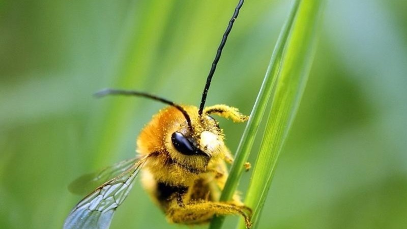 What insects can teach us about survival | World Economic Forum