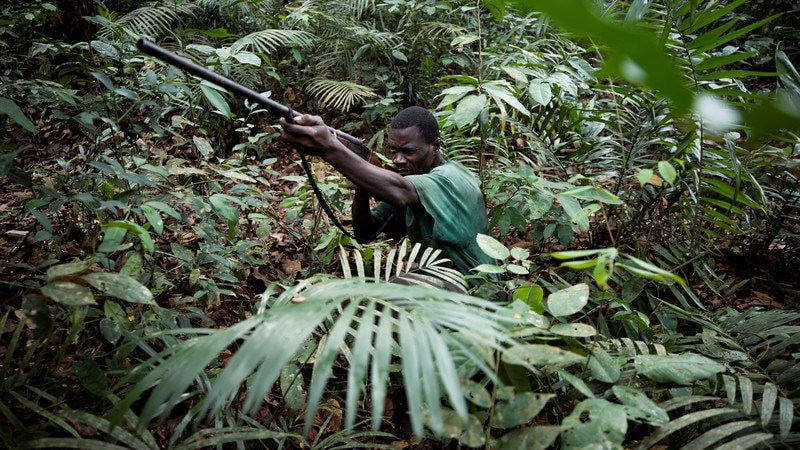 Hunters from the Congo are illegally poaching bush meat to feed their ...