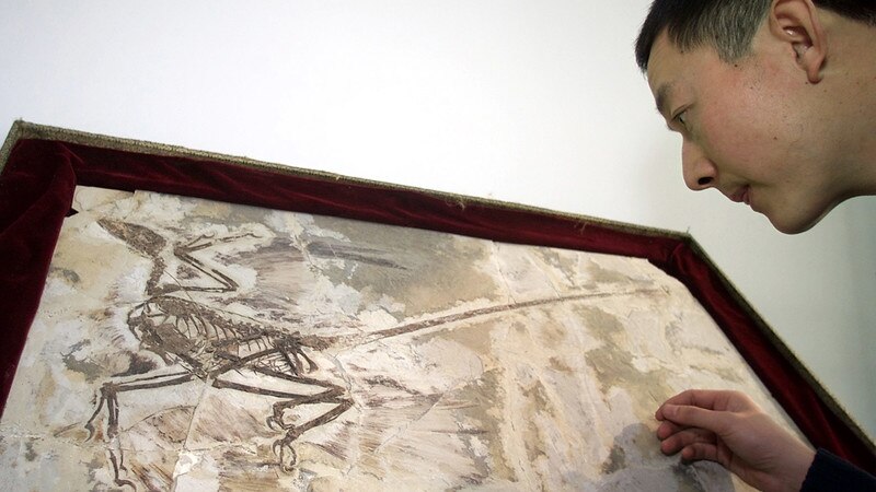 How different was flight 150 million years ago? | World Economic Forum