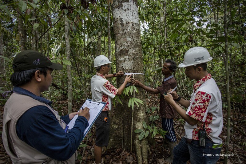 How to turn Zero Deforestation commitments into reality | World Economic Forum