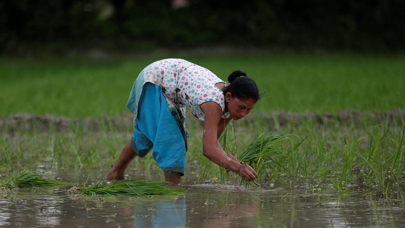 Climate change is fuelling a decline in rice crop production in major ...