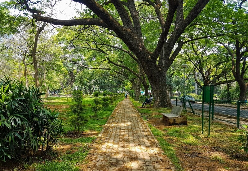 How Bengaluru's tree-lovers are leading an environmental restoration ...