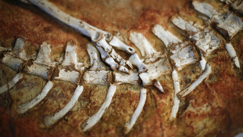What newly discovered fossils tell us about early evolution | World ...