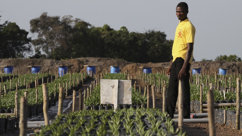 How biofuels can increase food security | World Economic Forum