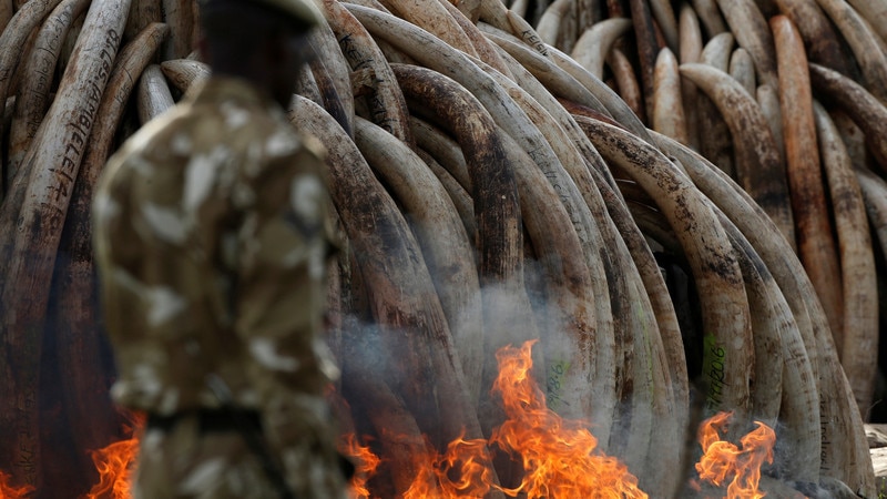 China’s ivory ban was a big step forward. But we all must do more ...