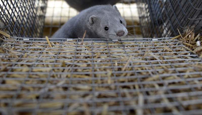 Why are Denmark culling minks over COVID-19? | World Economic Forum