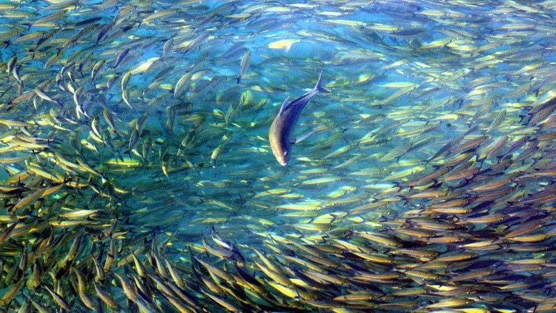 We need to deep clean the oceans. Here's how to pay for it | World ...
