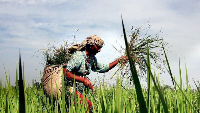 How India can help its small farmers grow | World Economic Forum