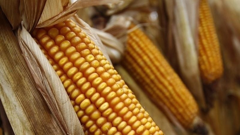 How a genetically-modified maize could help end food insecurity in ...