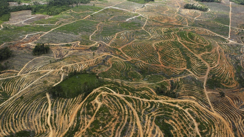 How can we save the world’s forests? | World Economic Forum