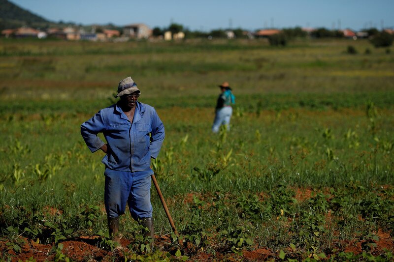 Insurance company Pula is a lifeline for many African farmers | World ...