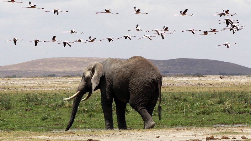 Why the poaching crisis in Africa is worse than we thought | World ...