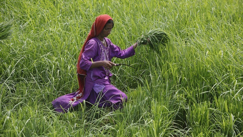 The power of commercial rice production | World Economic Forum