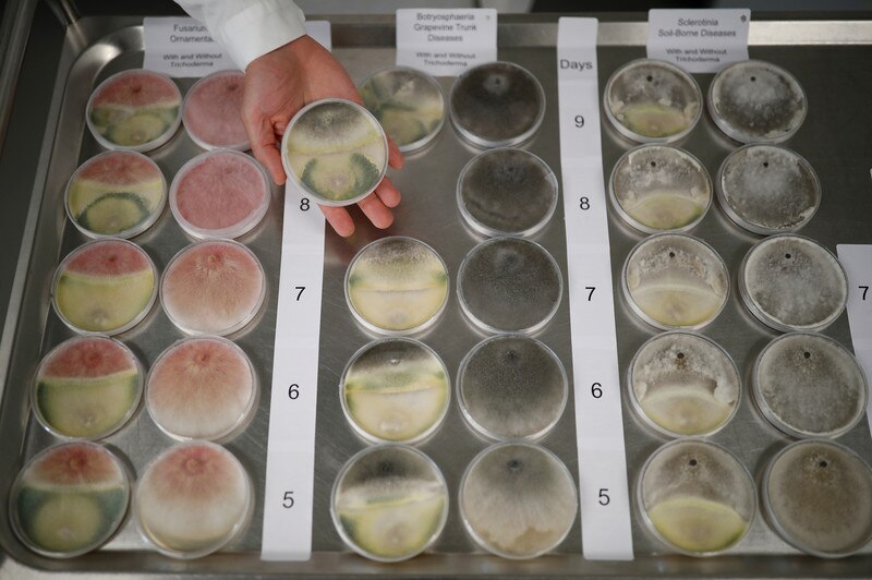 What are extremophiles and what can we learn from them? | World ...