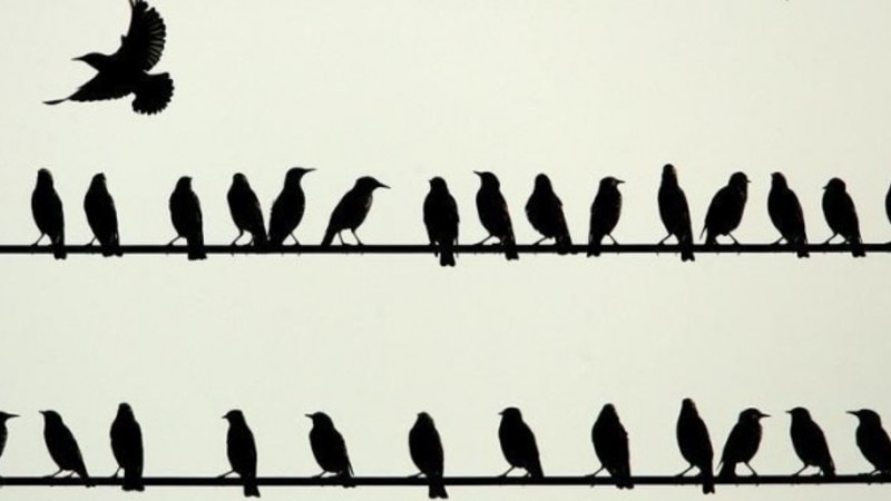 What can birds teach us about evolution? | World Economic Forum