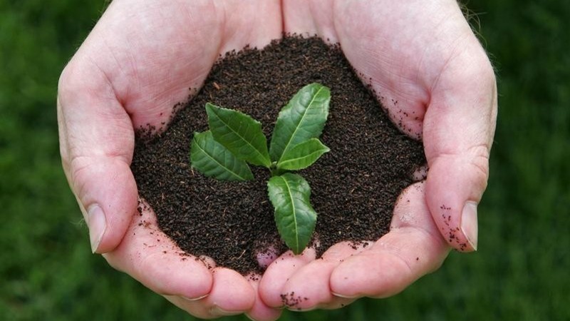 Soil is no quick fix for climate change | World Economic Forum