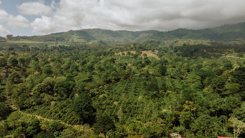 This is what global deforestation looks like around the world | World ...
