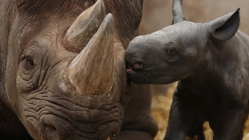 Can big data help tackle poaching? | World Economic Forum