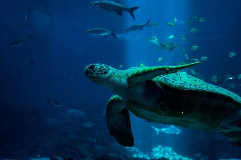 First-of-its kind study offers blueprint for ocean protection | World ...