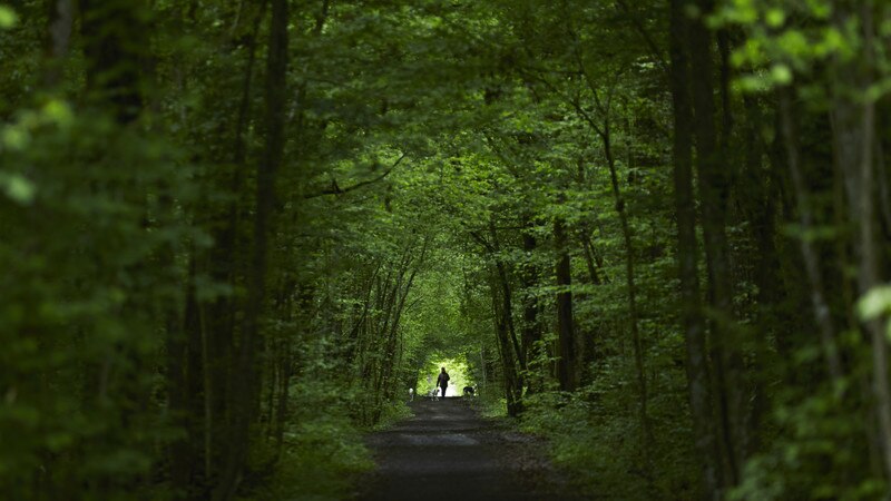 How can we protect the world's forests? | World Economic Forum