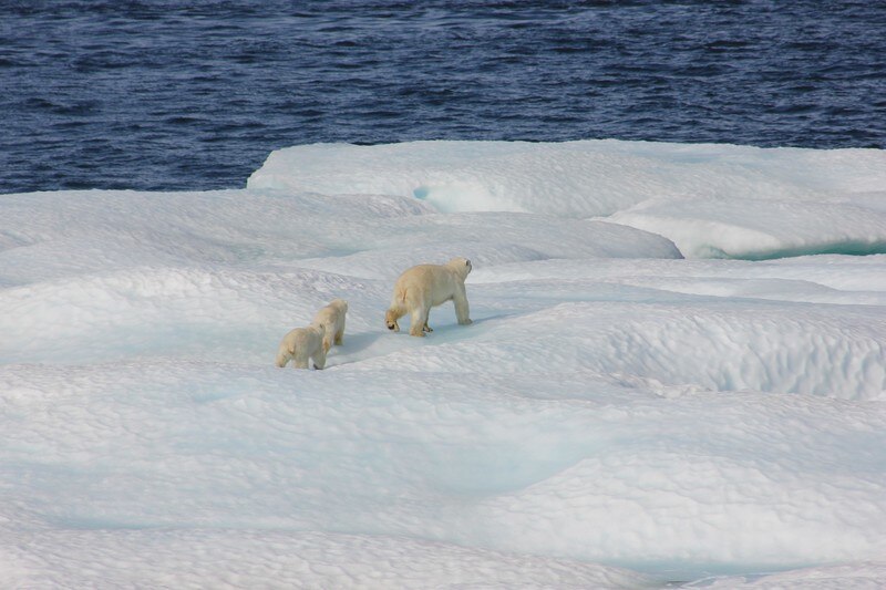 Polar bears and climate change: What does the science say? | World ...