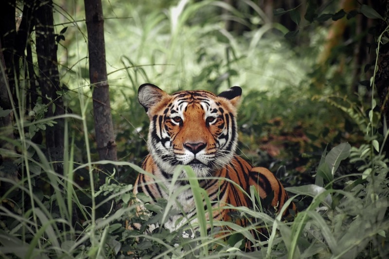 How India's tiger reserves helped reduce carbon emissions | World ...