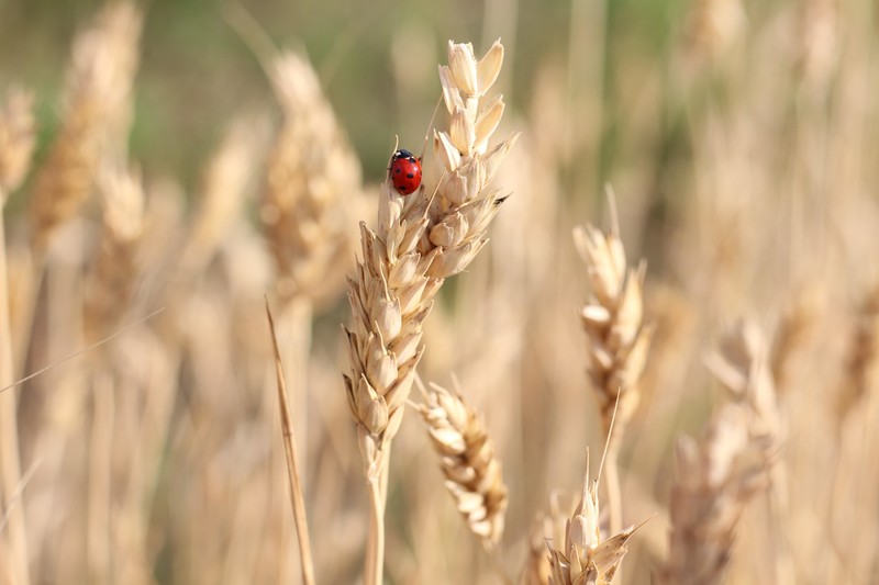 How can we stop global loss of insects and biodiversity? | World ...