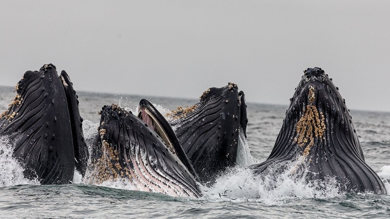 An extract from Nick Pyenson's book Spying on Whales: The Past, Present ...
