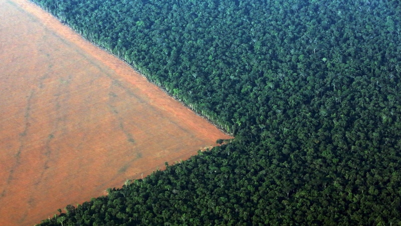 2019 can be the year we begin to save the world’s forests. Here’s how ...