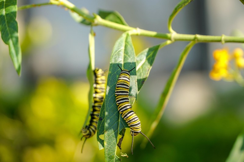 Climate crisis and big agriculture threaten insects worldwide | World ...