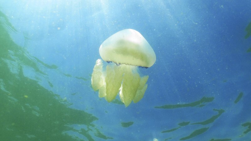 How animals eat themselves invisible | World Economic Forum
