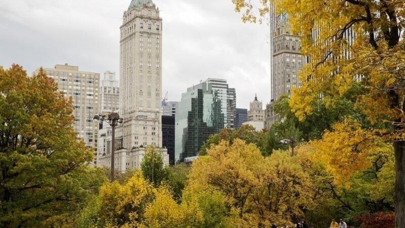 Do trees really help clear the air in our cities? | World Economic Forum