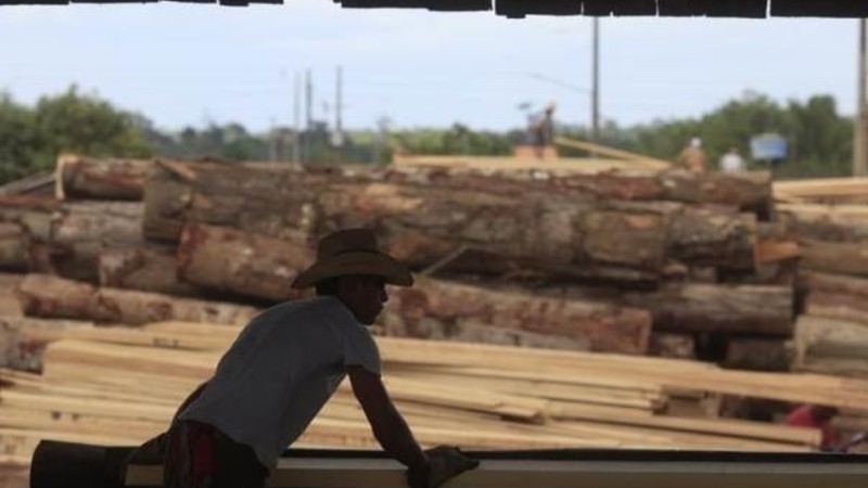 How can we stop deforestation? | World Economic Forum