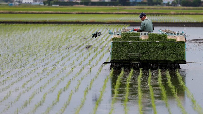 This salt water rice could feed 200 million people | World Economic Forum